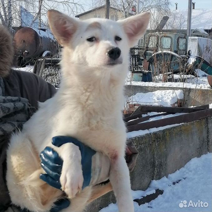 Собака Снежка