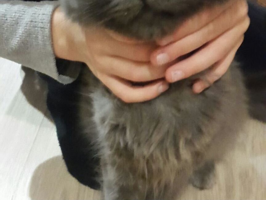 Найдена кошка