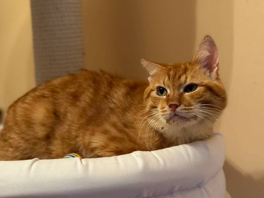 Котик в добрые руки