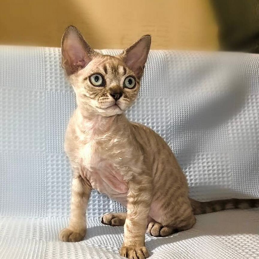 Котята девон-рекс