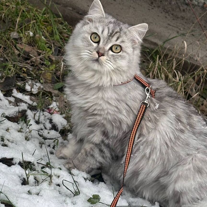 Шотландский прямоухий длинношёрстный котёнок