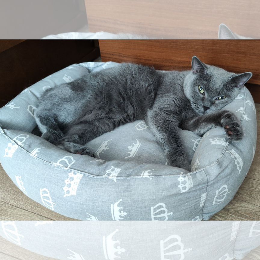 Отдам кошку