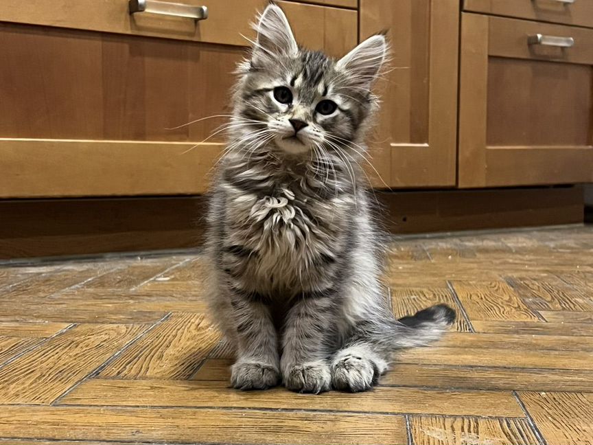 Кошка мейн кун
