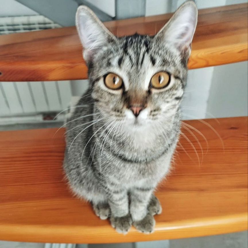 Котёнок в добрые руки