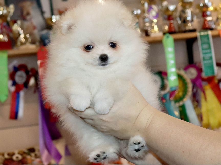 Светлячок. Крошка шпица с видeо и дoставкoй