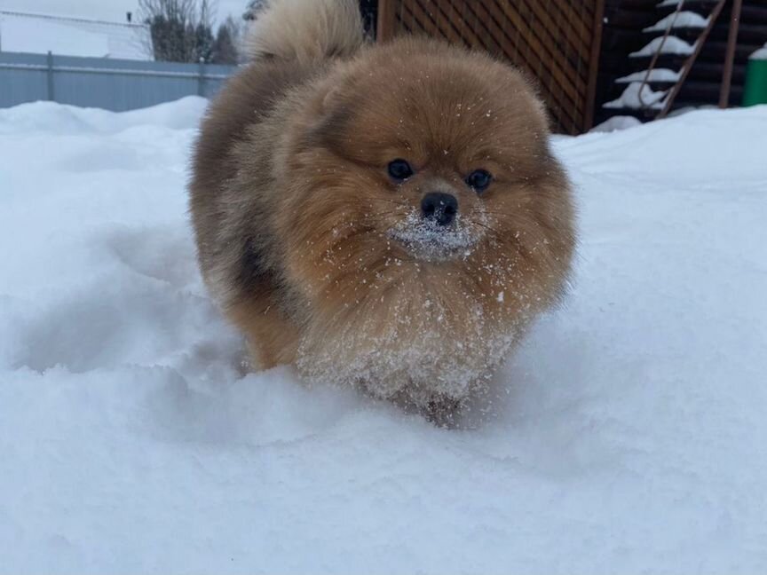 Мини шпиц