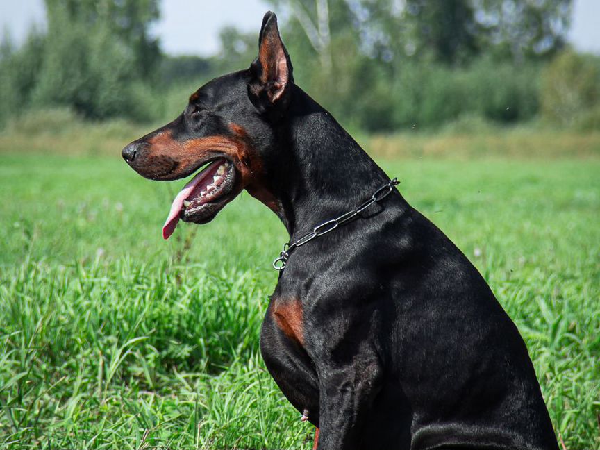 Щенки добермана