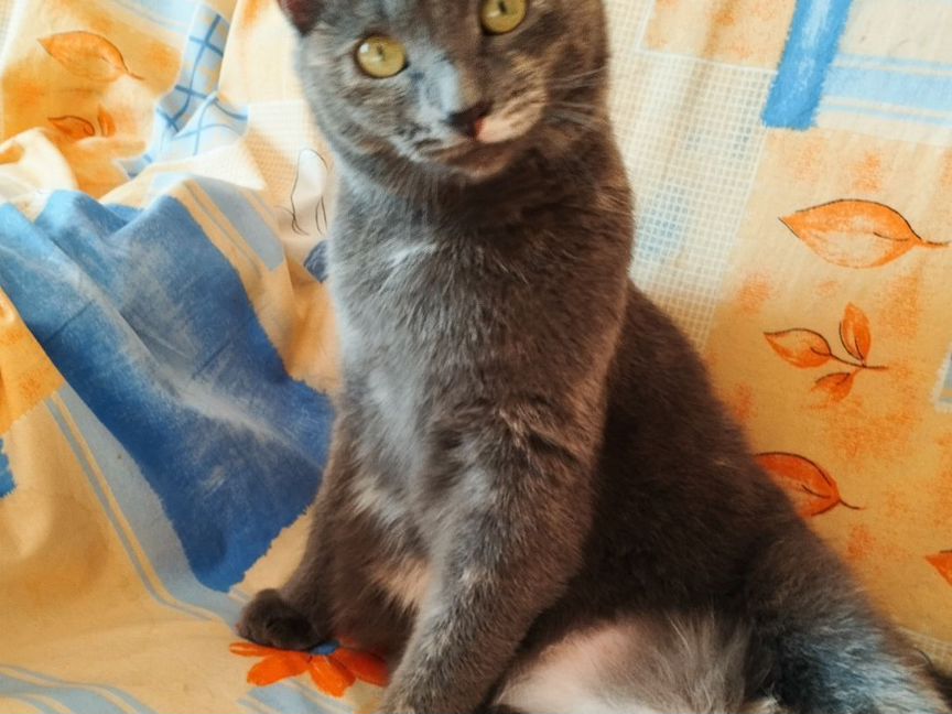 Кошка Гера типаж русской голубой