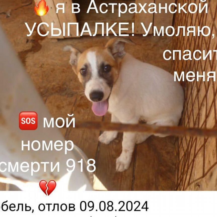 Собака в добрые руки