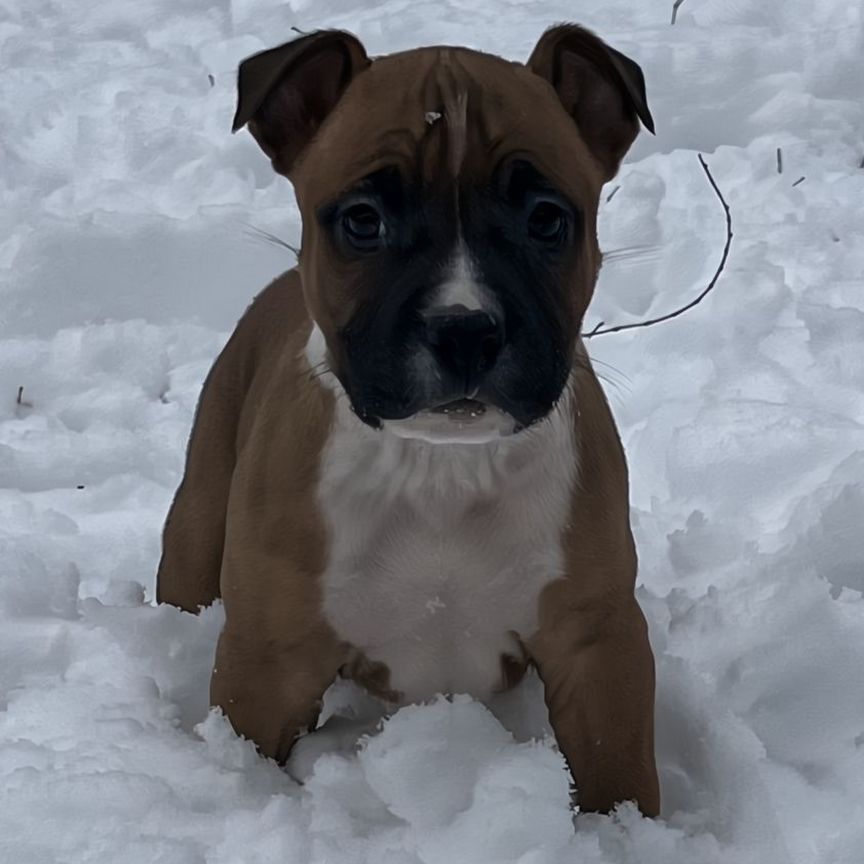 Американский стаффордширский терьер, щенок