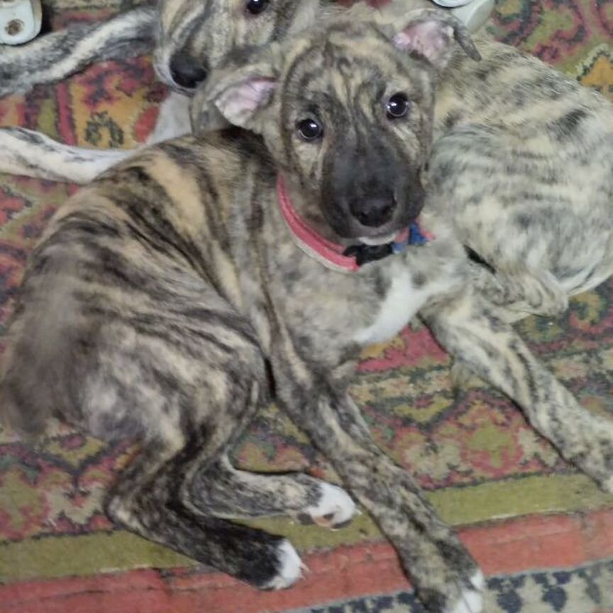 Отдаю щенков охранников