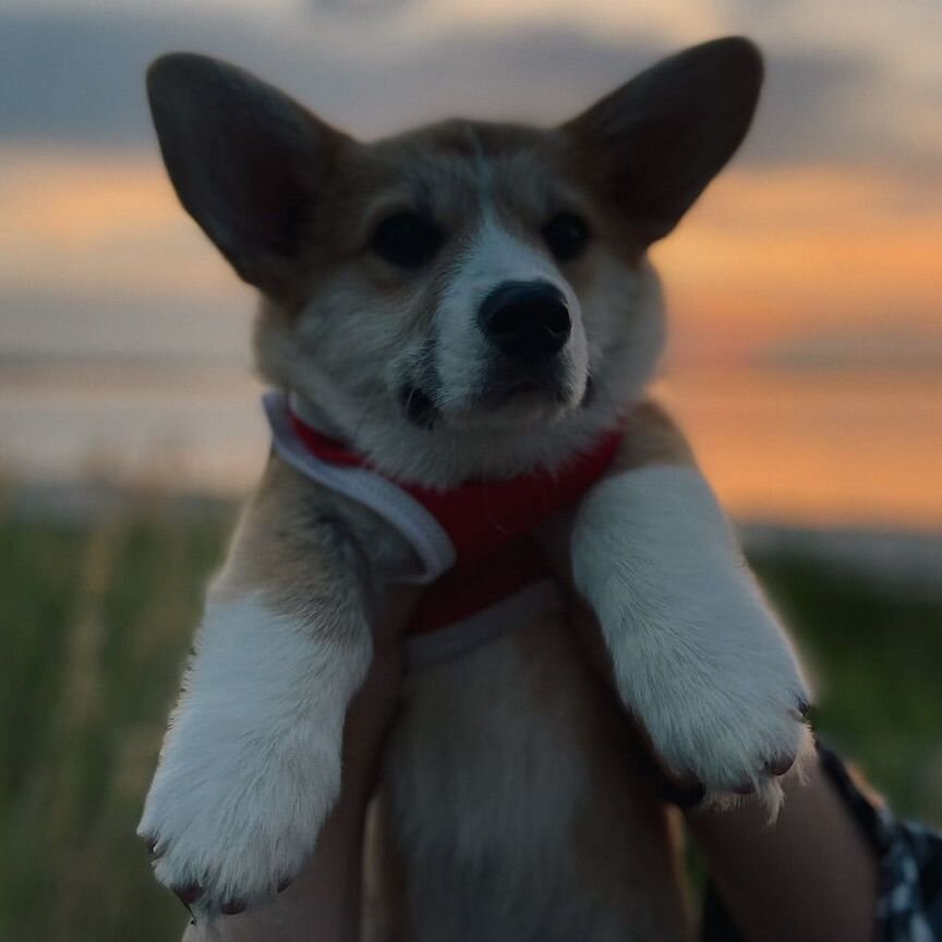 Вельш Корги Пемброк, взрослый пёс