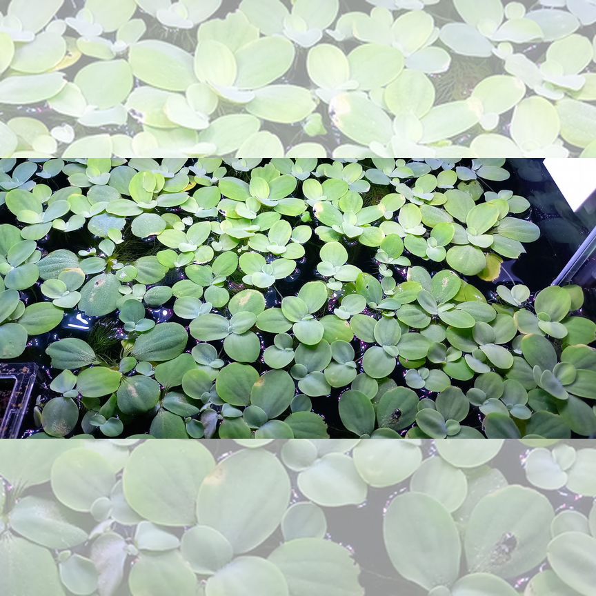 Аквариумное растение