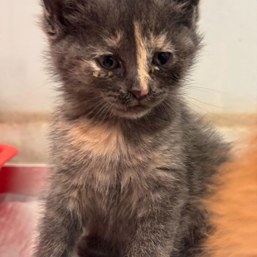 Ласковый ручной котёнок от домашней кошки