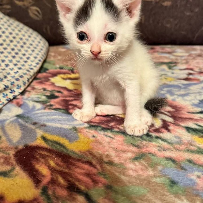 Котенок