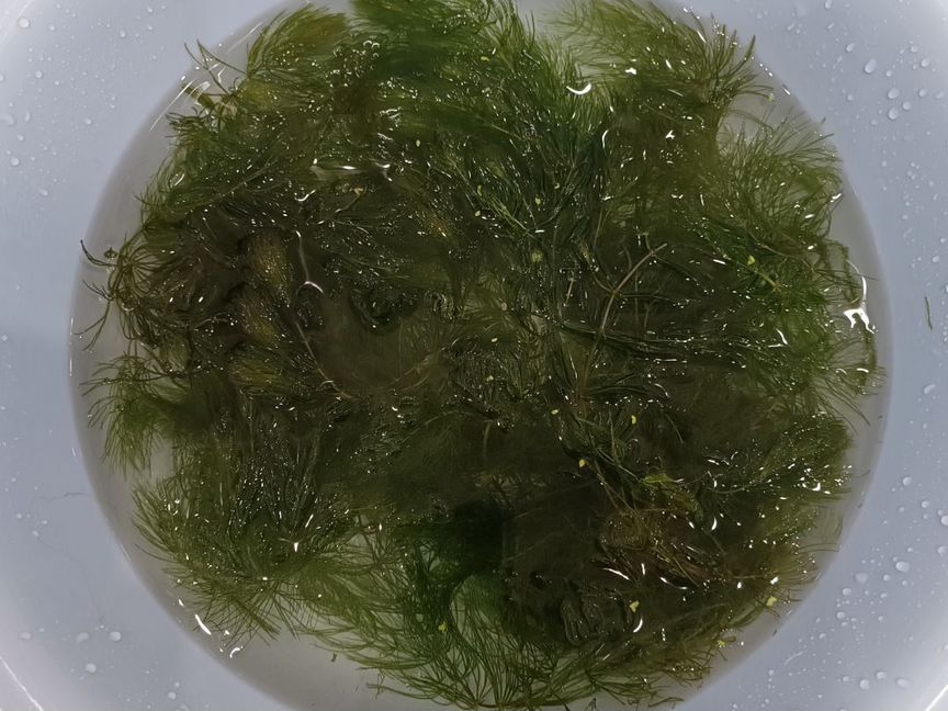 Роголистник бесплатно