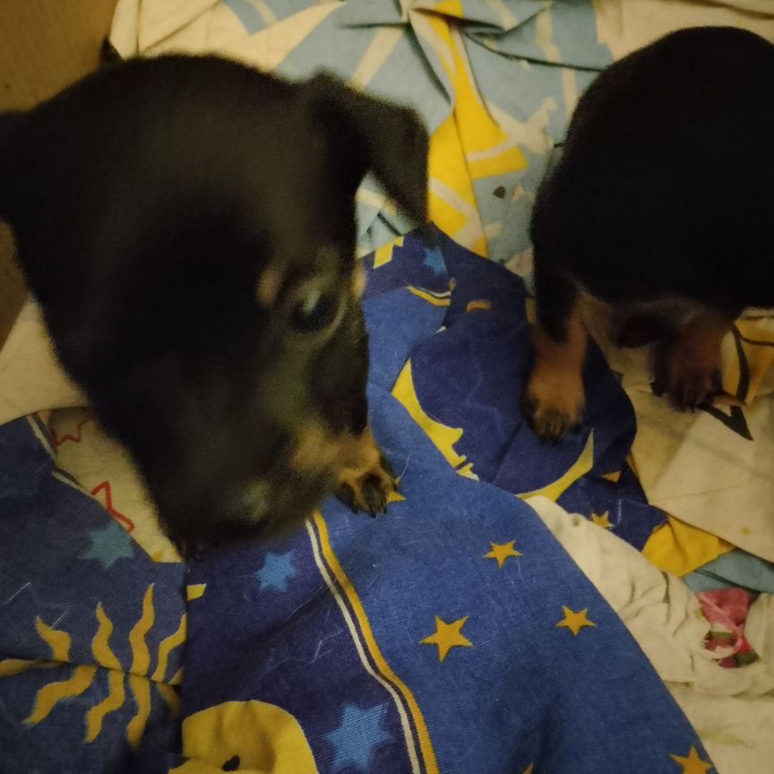 Русский той-терьер, щенок