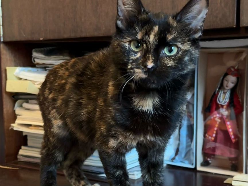 Трехцветка девочка котёнок