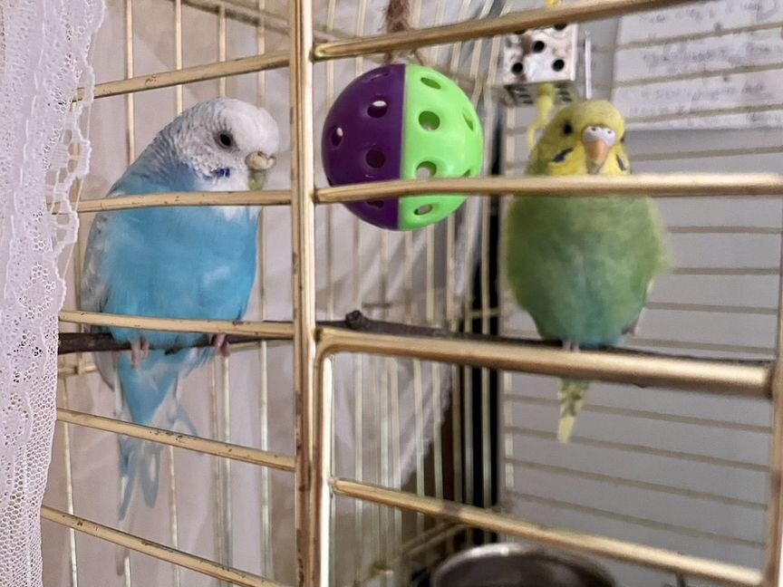 Попугаи с огромной клеткой (и игрушками)