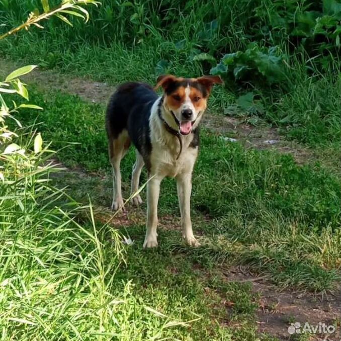 Собака помесь Бигля