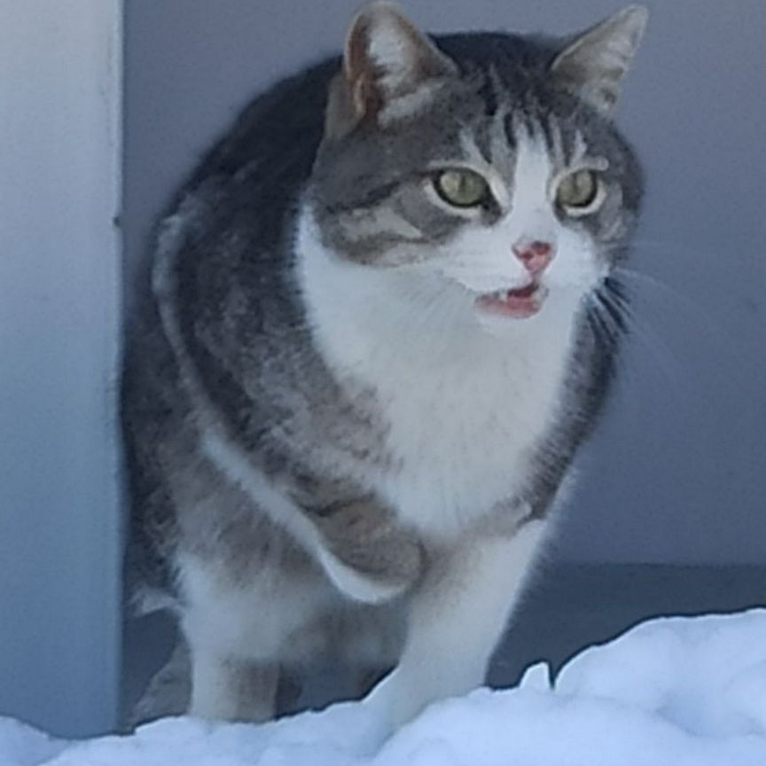 Кот бесплатно
