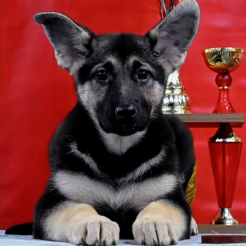 Восточноевропейская овчарка, щенок