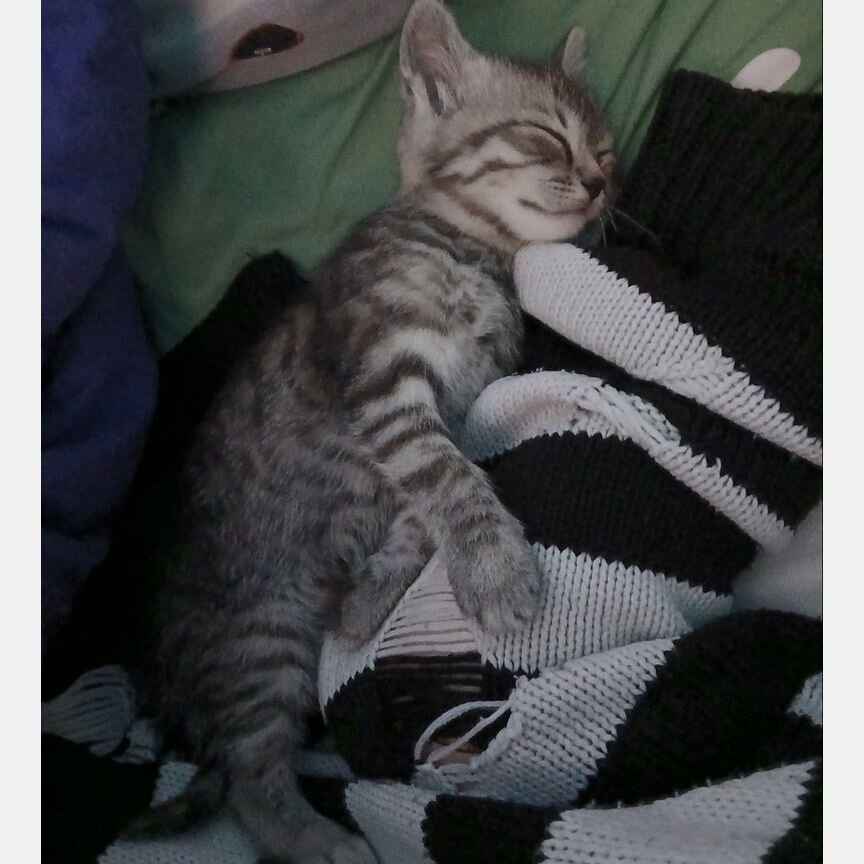 Котенок