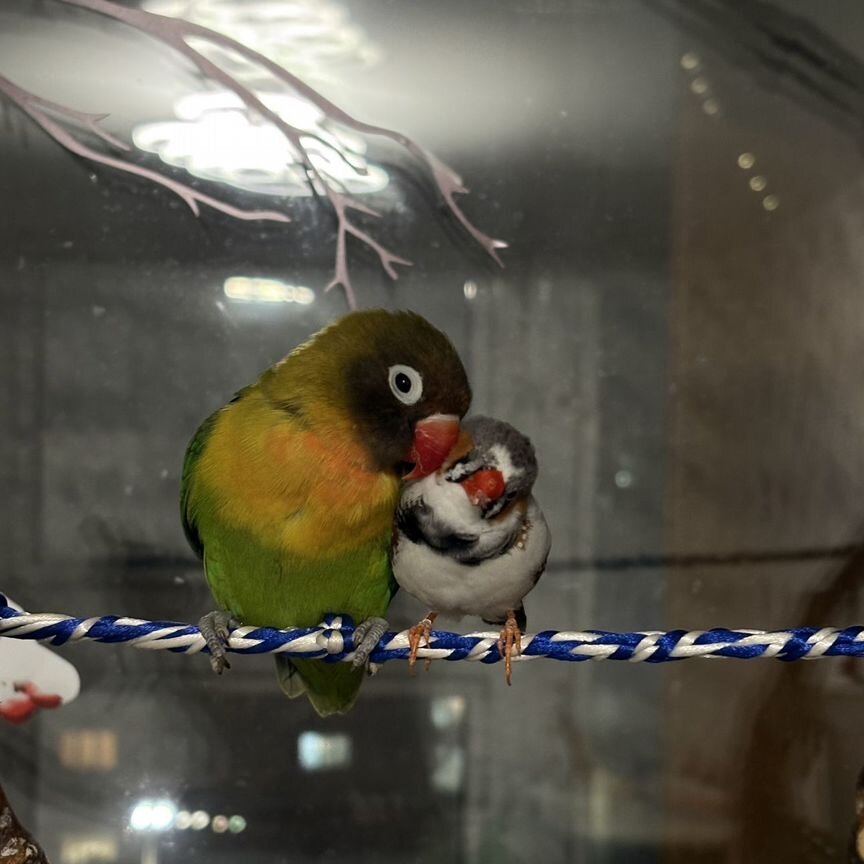 Неразлучник и амадин