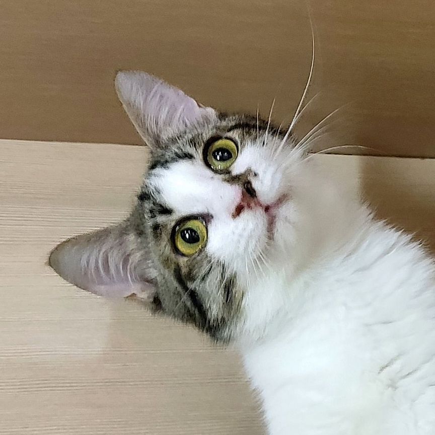 Нужна семья малышу 4-5 мес