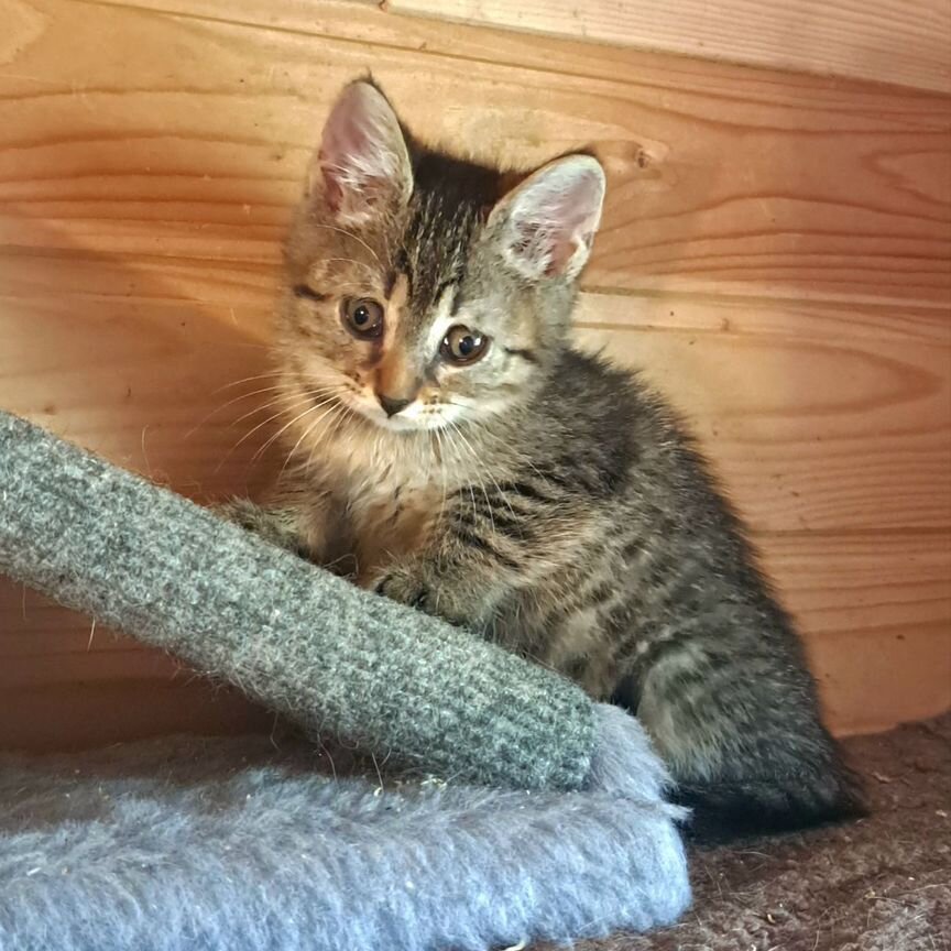 Милейшая девочка котенок 2 мес