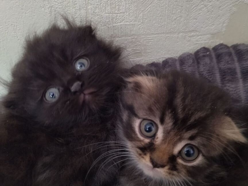 Кошки