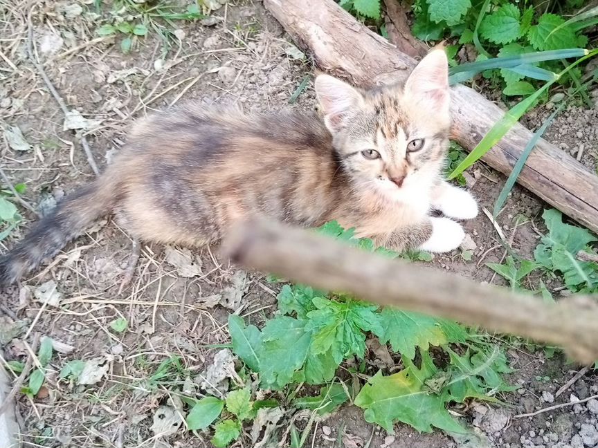 Котята отдам в добрые руки бесплатно
