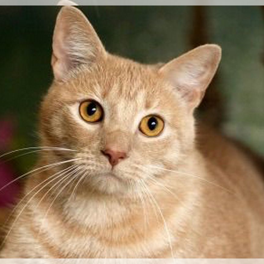 Взрослый кот в добрые руки