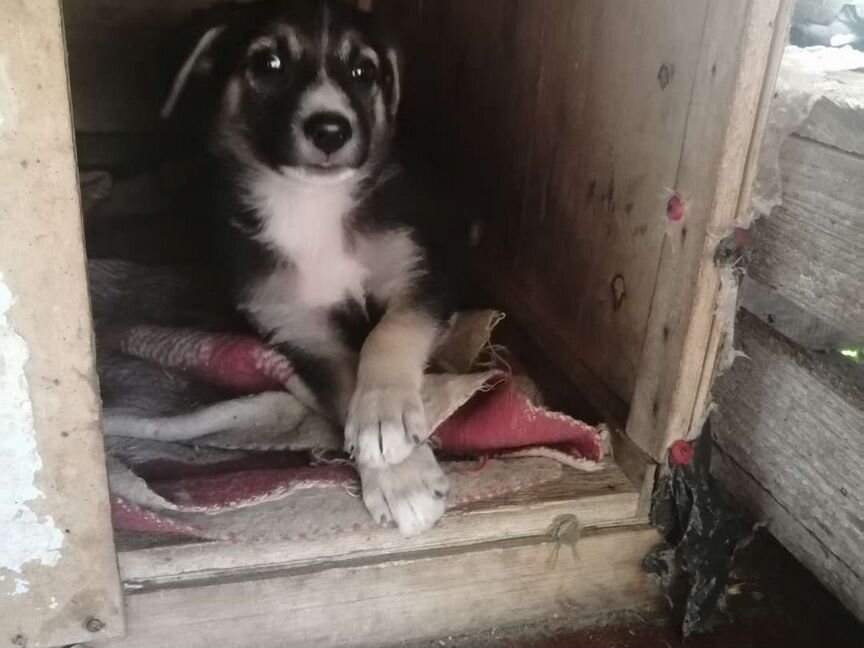 Щенок в добрые руки