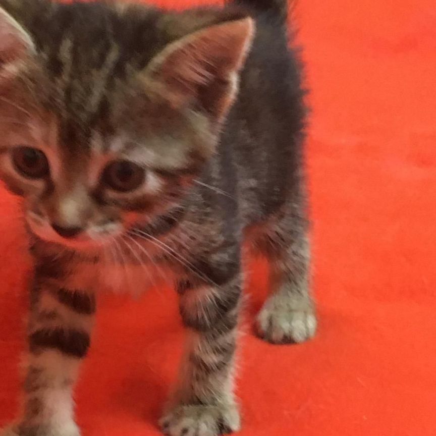 Котенок в добрые руки