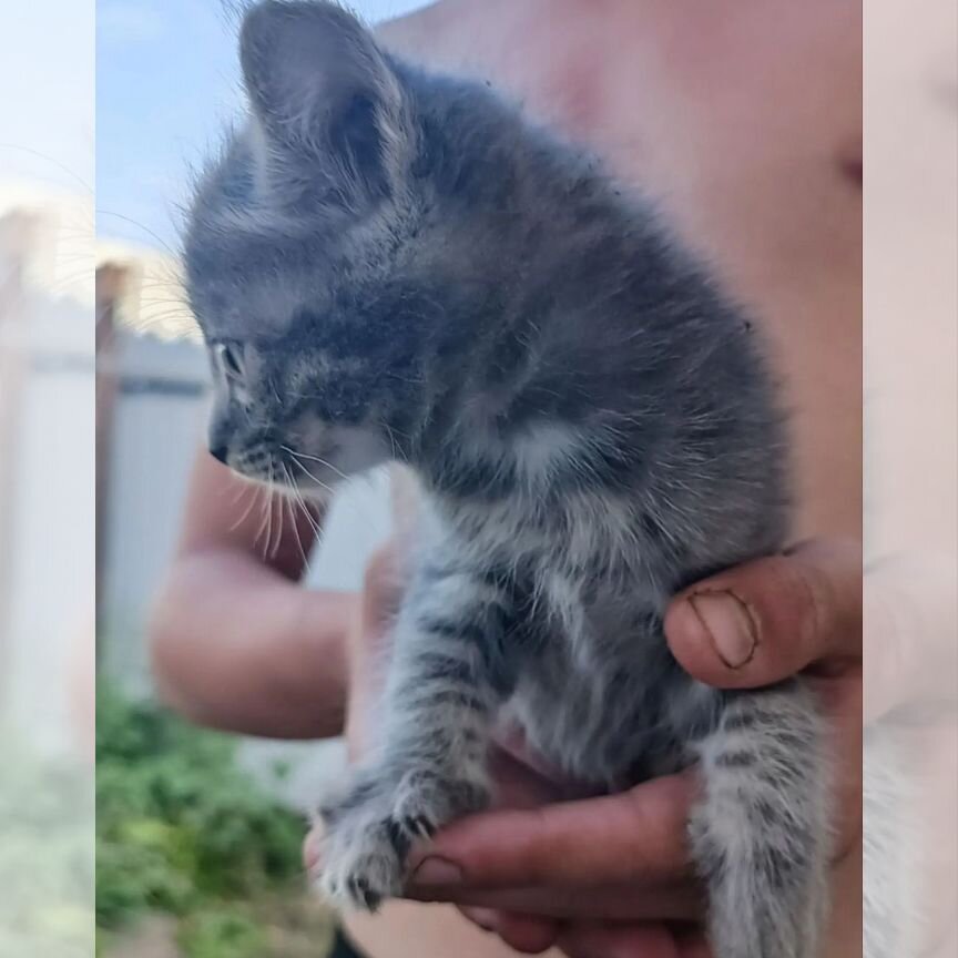 Котёнок в добрые руки
