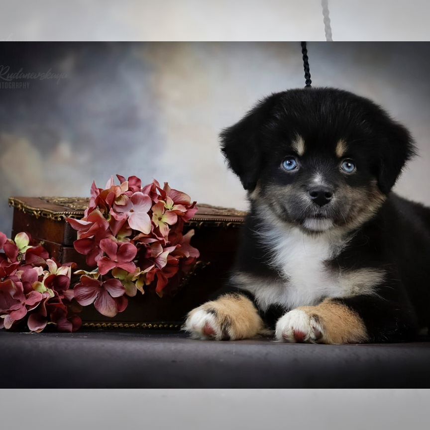 Миниатюрная Американская овчарка