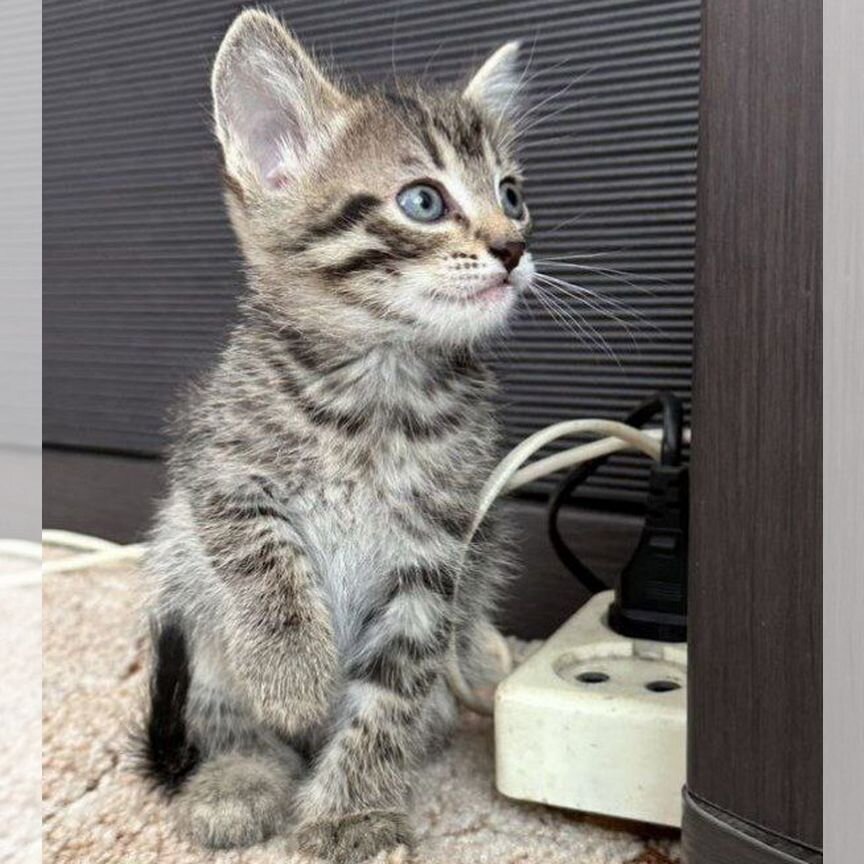 Эльф котёнок