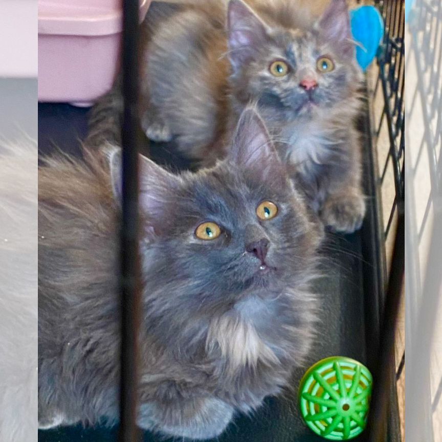 Сибирский котёнок