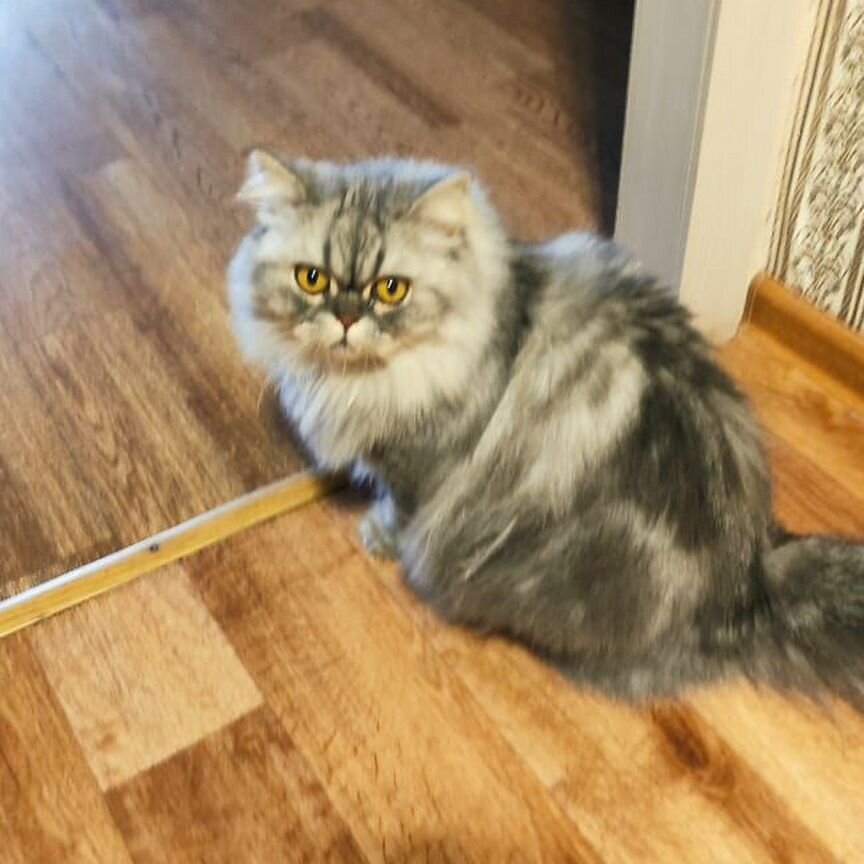 Кошечка Муся