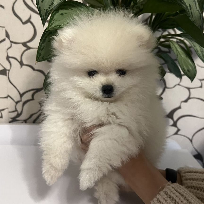 Померанский шпиц, щенок