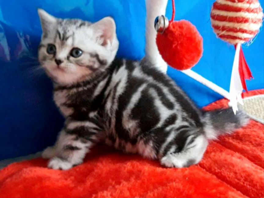 Мраморные Плюшки)