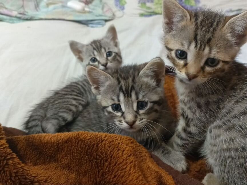 Котята