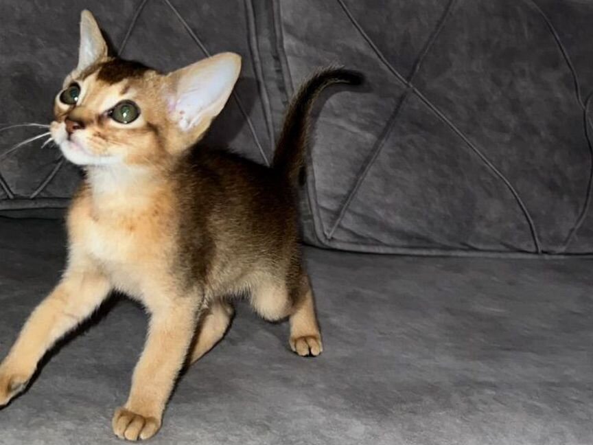 Абиссинская