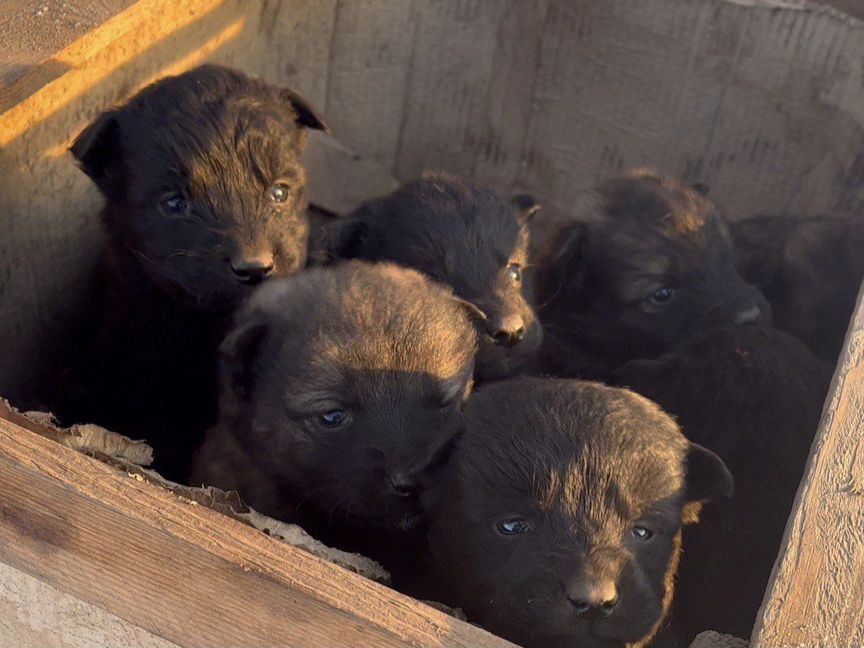 Щенки