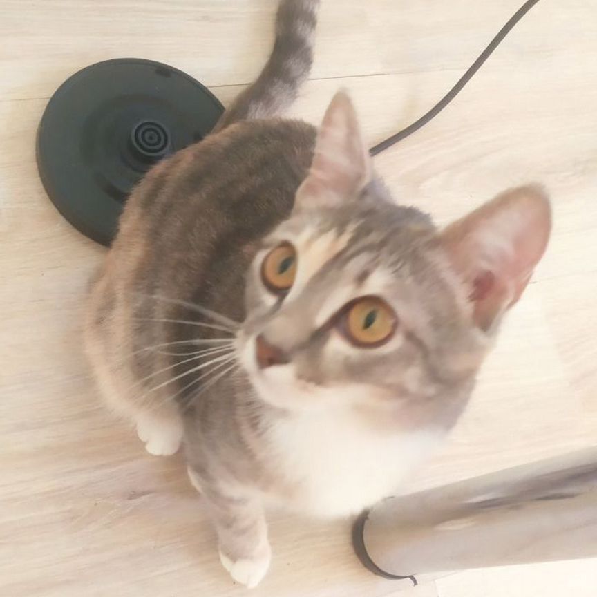 Взрослая, кошка в добрые руки