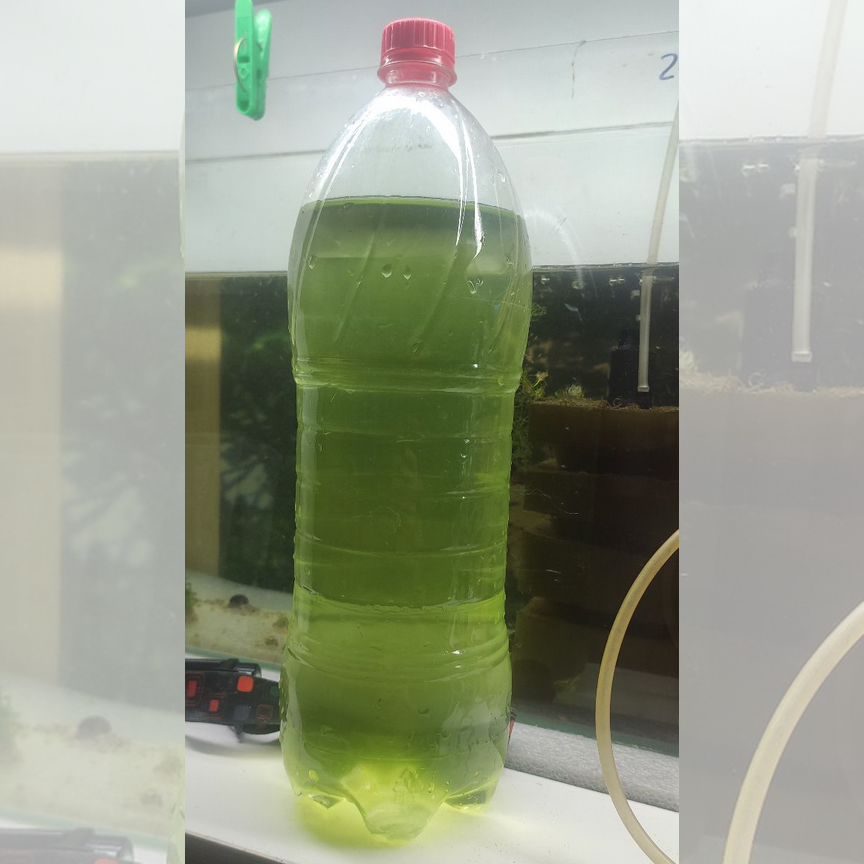 Тетраселмис