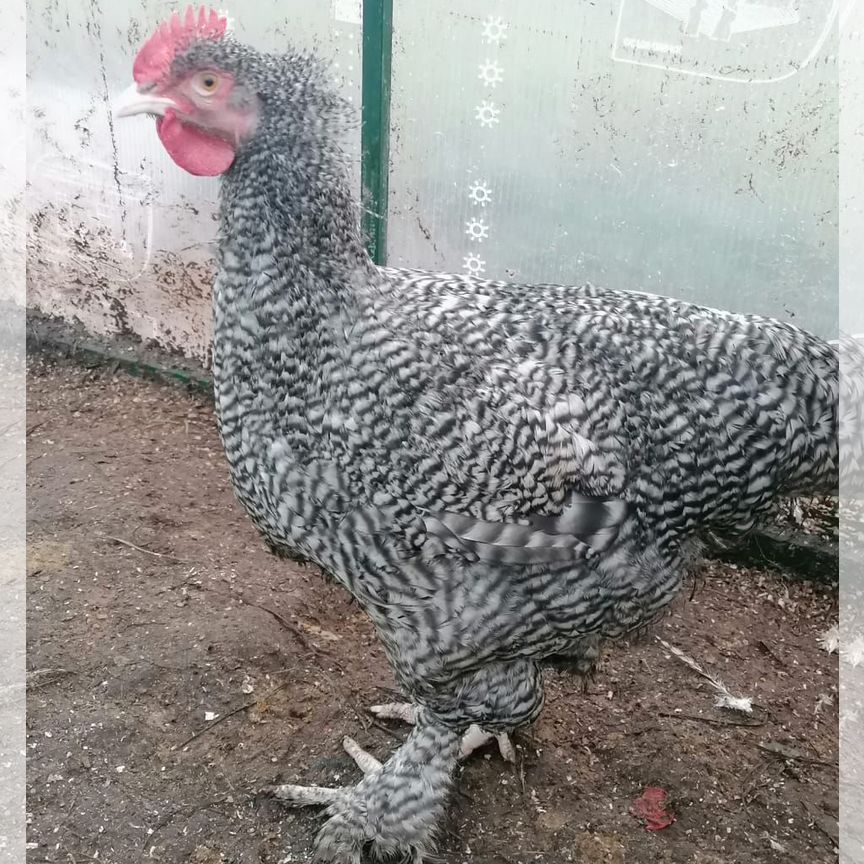 Молодые петухи