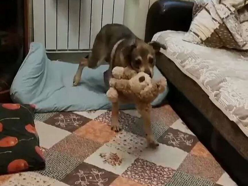 Собачка в добрые руки