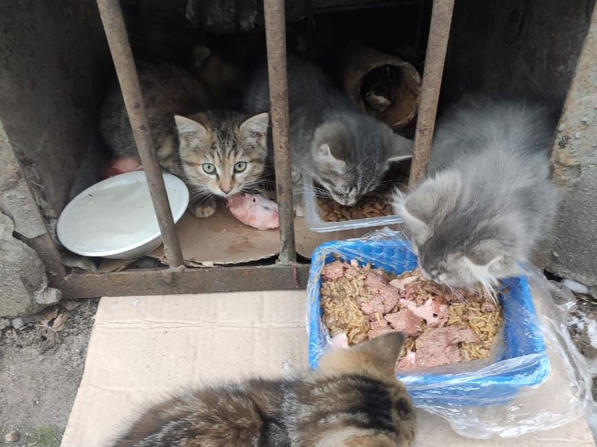 Котята ищут дом